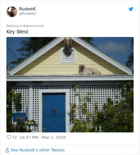 Fidel The Most Photographed Dog In Bruges Passed Away, Now People Are ...