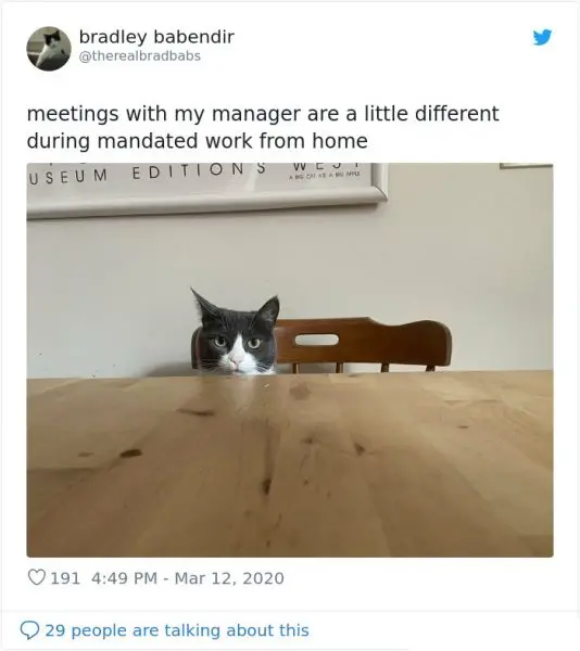 40 People Share Photos Of What It's Like Working From Home With Pets