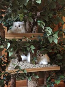 You Can Get Your Indoor Cat A Treehouse Made With Real Trees So They ...