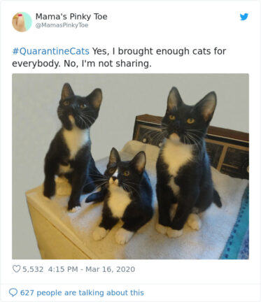 People Share Photos Of Their "Cats In Quarantine" And They'll Make Your Day