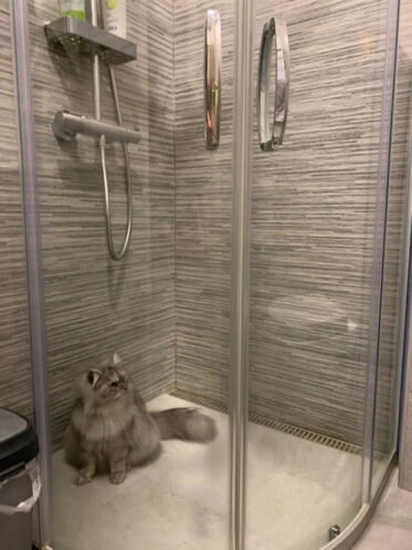 People Share Photos Of Their "Cats In Quarantine" And They'll Make Your Day