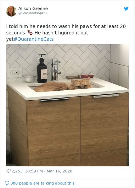 People Share Photos Of Their "Cats In Quarantine" And They'll Make Your Day