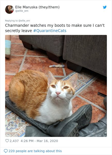 People Share Photos Of Their "Cats In Quarantine" And They'll Make Your Day