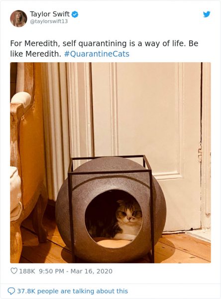People Share Photos Of Their "Cats In Quarantine" And They'll Make Your Day