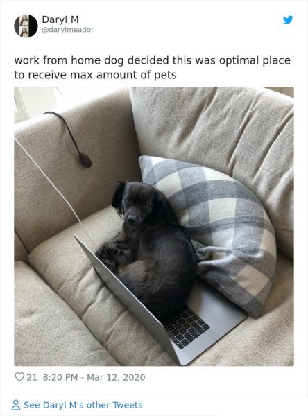40 People Share Photos Of What It's Like Working From Home With Pets