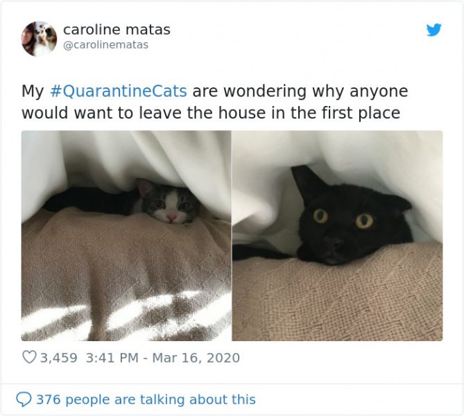 People Share Photos Of Their "Cats In Quarantine" And They'll Make Your Day