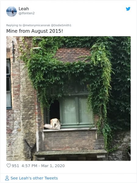 Fidel The Most Photographed Dog In Bruges Passed Away, Now People Are ...