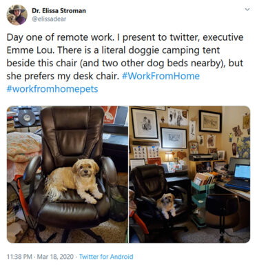 40 People Share Photos Of What It's Like Working From Home With Pets
