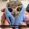 People Have Been Sharing Funny Snapchats Of Birds And We Can't Get Enough