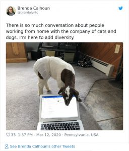 40 People Share Photos Of What It's Like Working From Home With Pets