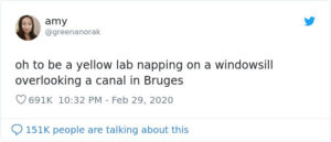 Fidel The Most Photographed Dog In Bruges Passed Away, Now People Are ...