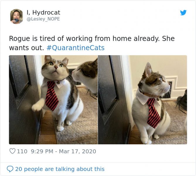 People Share Photos Of Their "Cats In Quarantine" And They'll Make Your Day