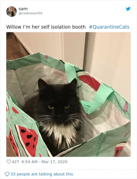 People Share Photos Of Their "Cats In Quarantine" And They'll Make Your Day