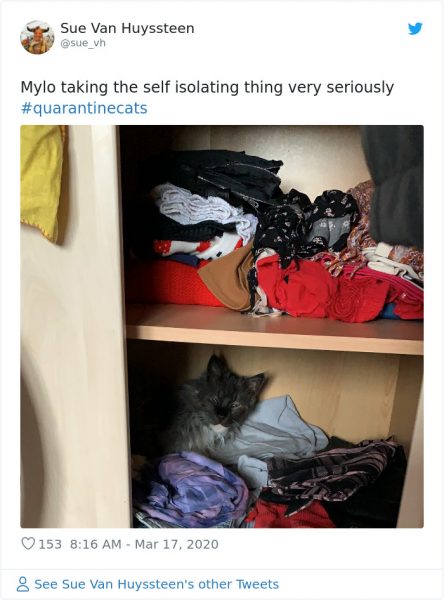 People Share Photos Of Their "Cats In Quarantine" And They'll Make Your Day