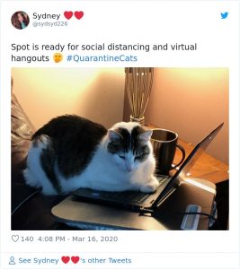 People Share Photos Of Their "Cats In Quarantine" And They'll Make Your Day