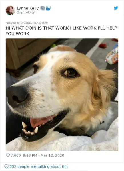 40 People Share Photos Of What It's Like Working From Home With Pets