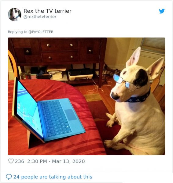 40 People Share Photos Of What It's Like Working From Home With Pets