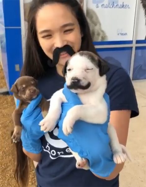 This Is 'Salvador Dolly' - She's A Super Cute Puppy With A Handlebar ...