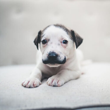 This Is 'Salvador Dolly' - She's A Super Cute Puppy With A Handlebar ...