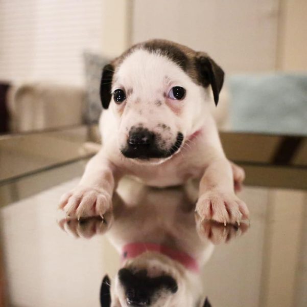 This Is 'Salvador Dolly' - She's A Super Cute Puppy With A Handlebar ...