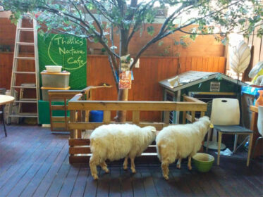 "Thanks Nature Cafe" Is A Sheep Cafe In South Korea That Shares ...