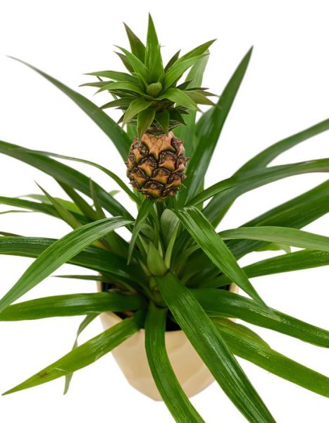 People Are Getting Pineapple Plants To Add A Tropical Vibe To Their Home