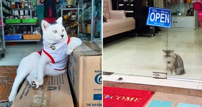 Twitter User Collects Photos Of Cats In Shops Looking Like They Own The ...