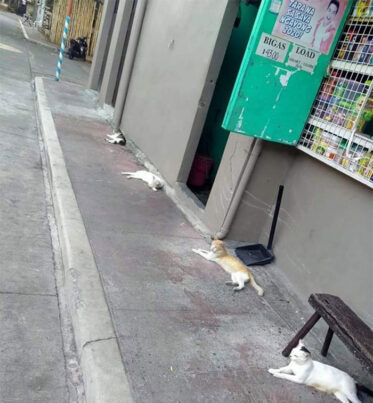 Animals Have Been Spotted Following Social Distancing Rules