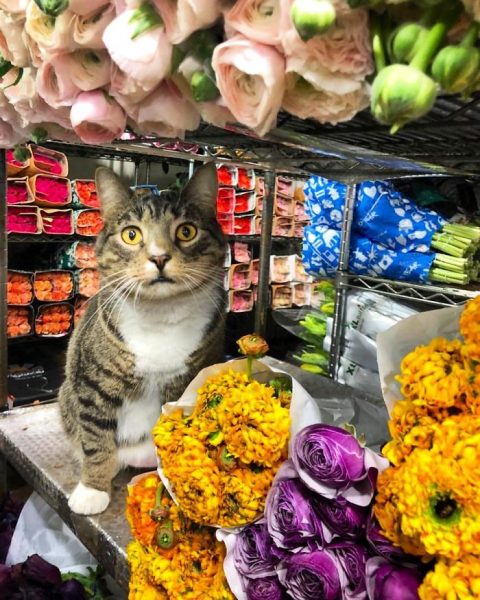 Twitter User Collects Photos Of Cats In Shops Looking Like They Own The ...
