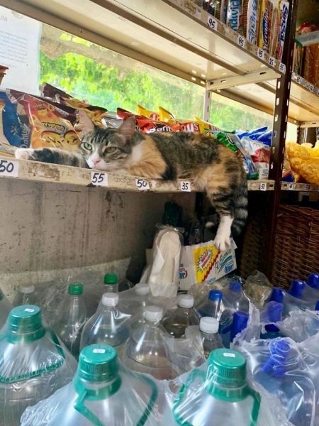 Twitter User Collects Photos Of Cats In Shops Looking Like They Own The ...