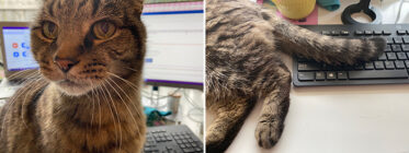 People Are Sharing Funny Pictures Of Their New “Co-Workers” While ...