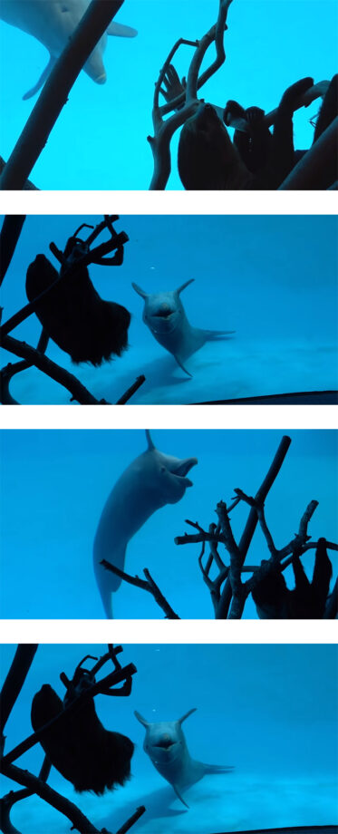 Dolphins Meet Sloth For The First Time And They Can't Contain Their ...