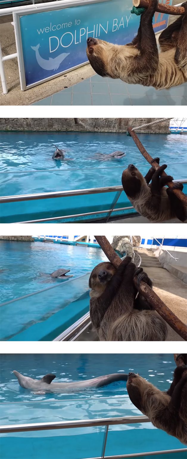 Dolphins Meet Sloth For The First Time And They Can't Contain Their ...