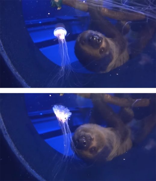 Dolphins Meet Sloth For The First Time And They Can't Contain Their ...