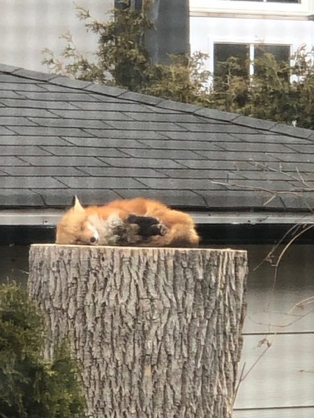 Couple In Quarantine Spot Fox Sleeping On Tree Stump And It's The Most ...