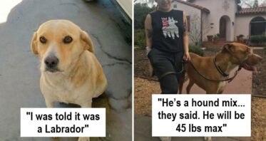 30 Times Dogs Turned Out To Be Different Breeds Than The Owners Expected