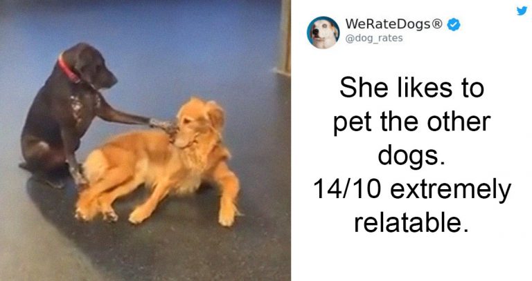 Meet Brody - The New Bristol Police Therapy Dog That Decided To Take A ...