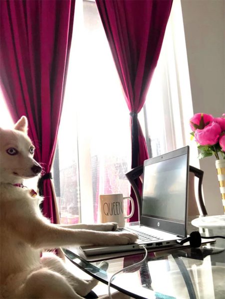 People Are Sharing Funny Pictures Of Their New “Co-Workers” While ...