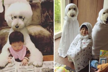 Meet 'Chowder' - The Chow Chow That Looks Just Like A Giant Plush Teddy ...