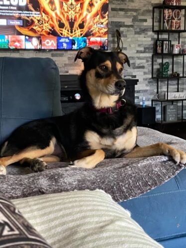 30 Times Dogs Turned Out To Be Different Breeds Than The Owners Expected