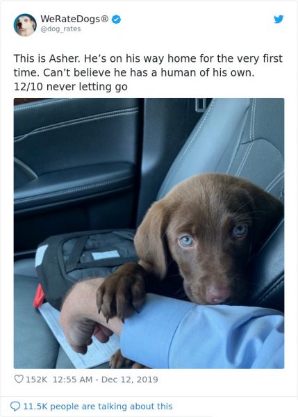 "We Rate Dogs" Is A Twitter Account That People Ask To Rate Their Pups