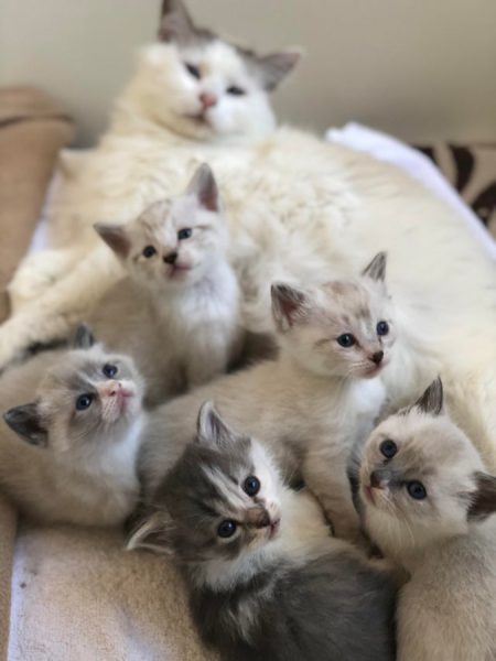 35 People Share Adorable Rescue Pet Photos And They'll Absolutely Put A ...