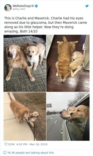 "We Rate Dogs" Is A Twitter Account That People Ask To Rate Their Pups