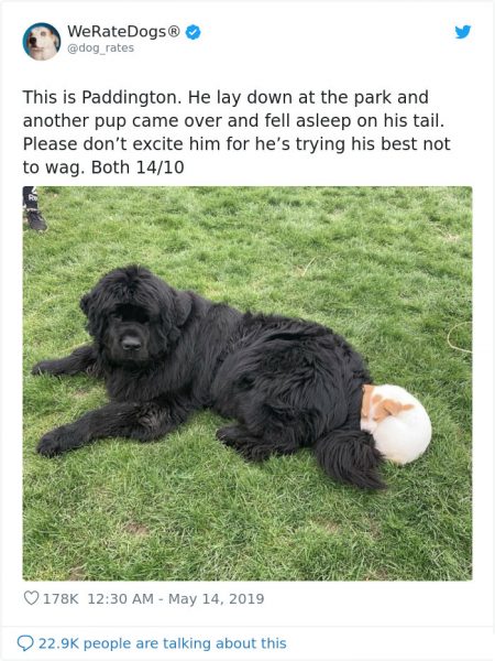 "We Rate Dogs" Is A Twitter Account That People Ask To Rate Their Pups