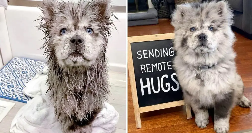 This Is "Oreo Cloud" - A Tiny Merle Chow Who Will Grow Into A Giant 85 ...