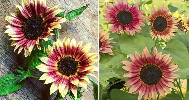 Strawberry Blonde Sunflowers Look Like Mini Sunsets
