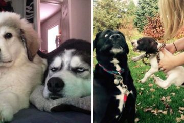 Meet 'Chowder' - The Chow Chow That Looks Just Like A Giant Plush Teddy ...