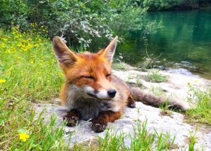35 Cute Pictures Of Foxes That Show How Adorable They Really Are