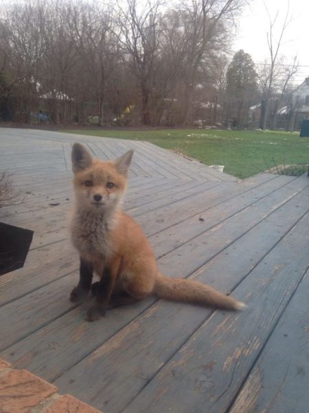 35 Cute Pictures Of Foxes That Show How Adorable They Really Are