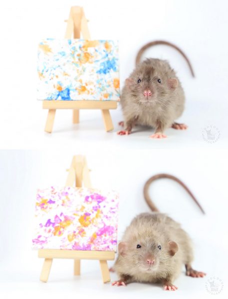 These Adorable Rats Have Been Creating Tiny Paintings And People Can't ...